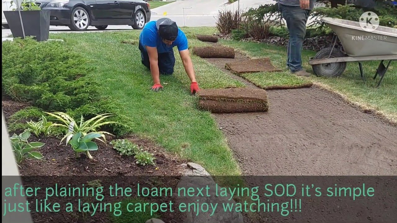 how to fix lawn damage/it's all about landscaping - YouTube