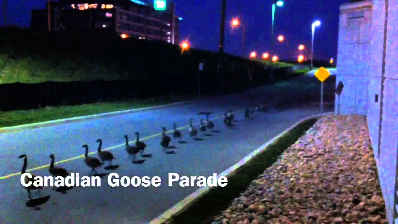 Canadian Geese Parade - YouTube