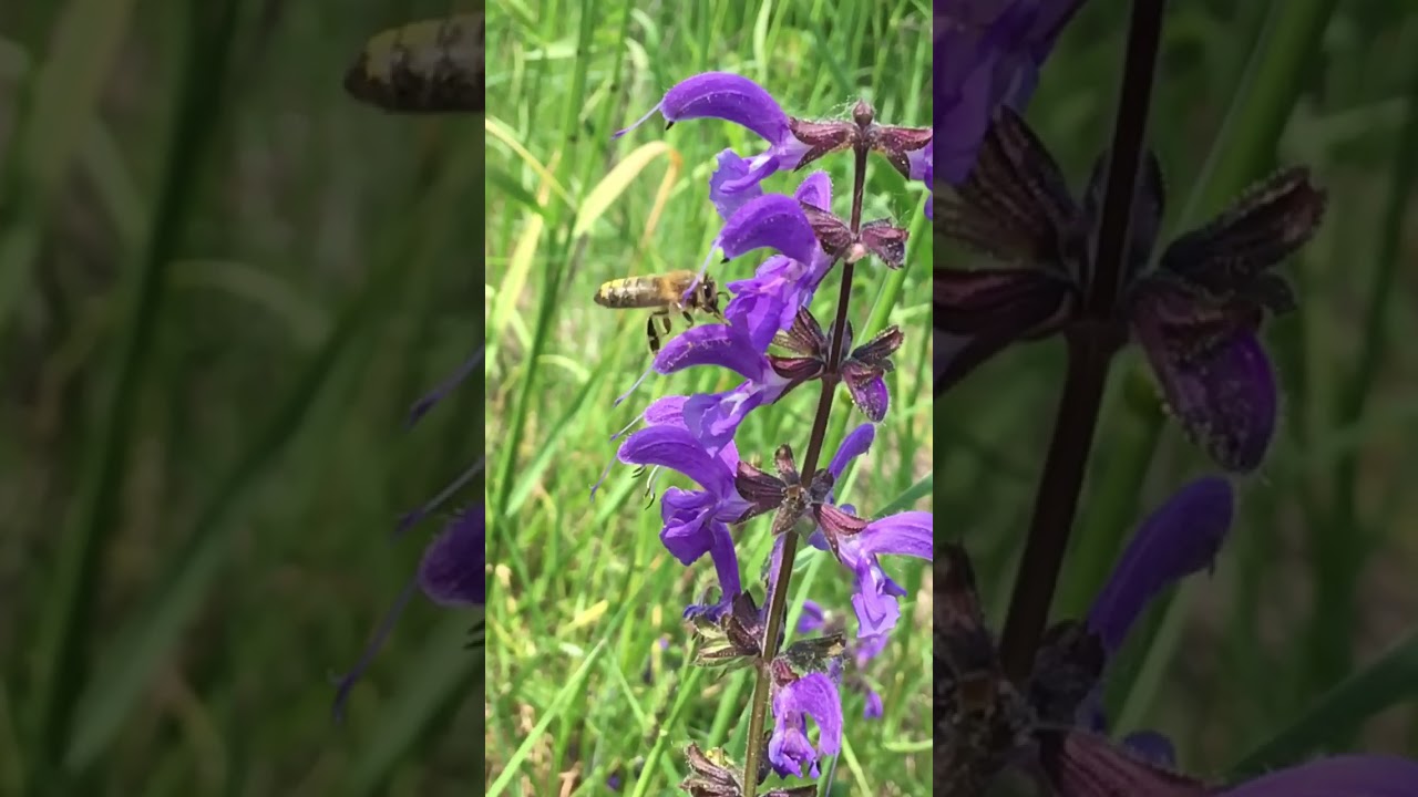 Staminal Lever Mechanism in Salvia prätentiös - YouTube