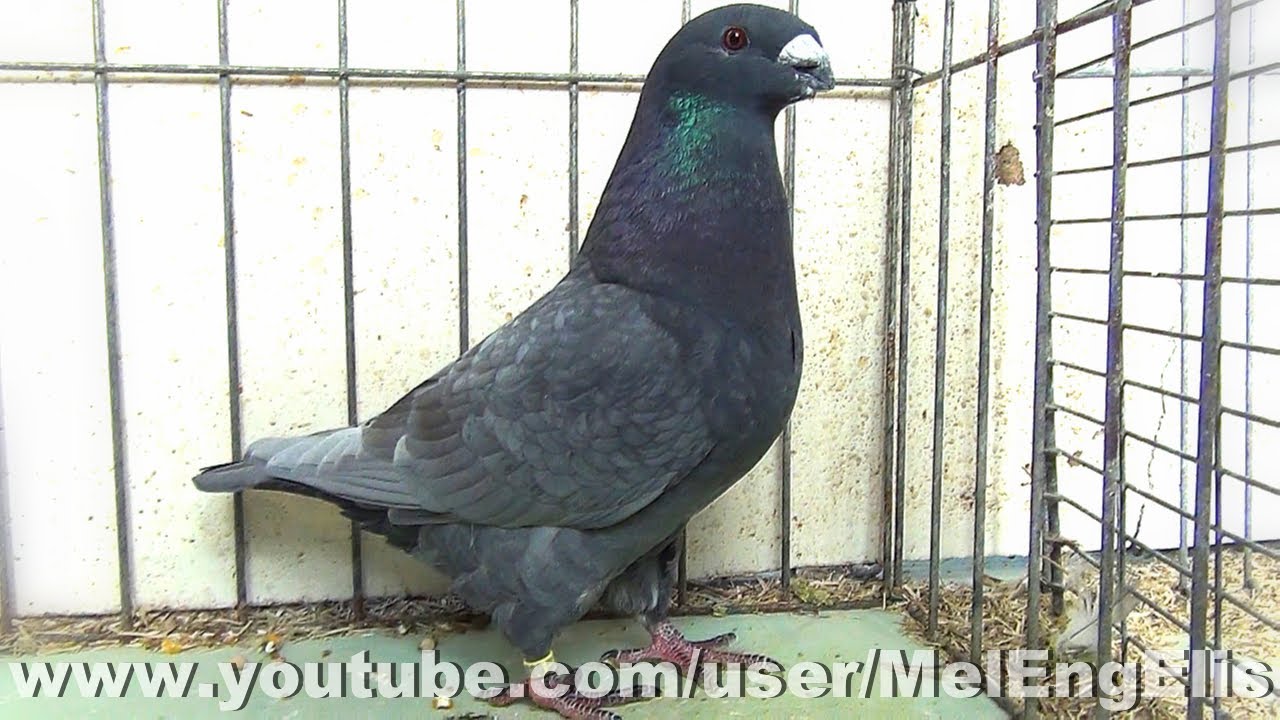 American Show Racer Pigeons - Pigeon Show Racer Américain - Bully-les ...