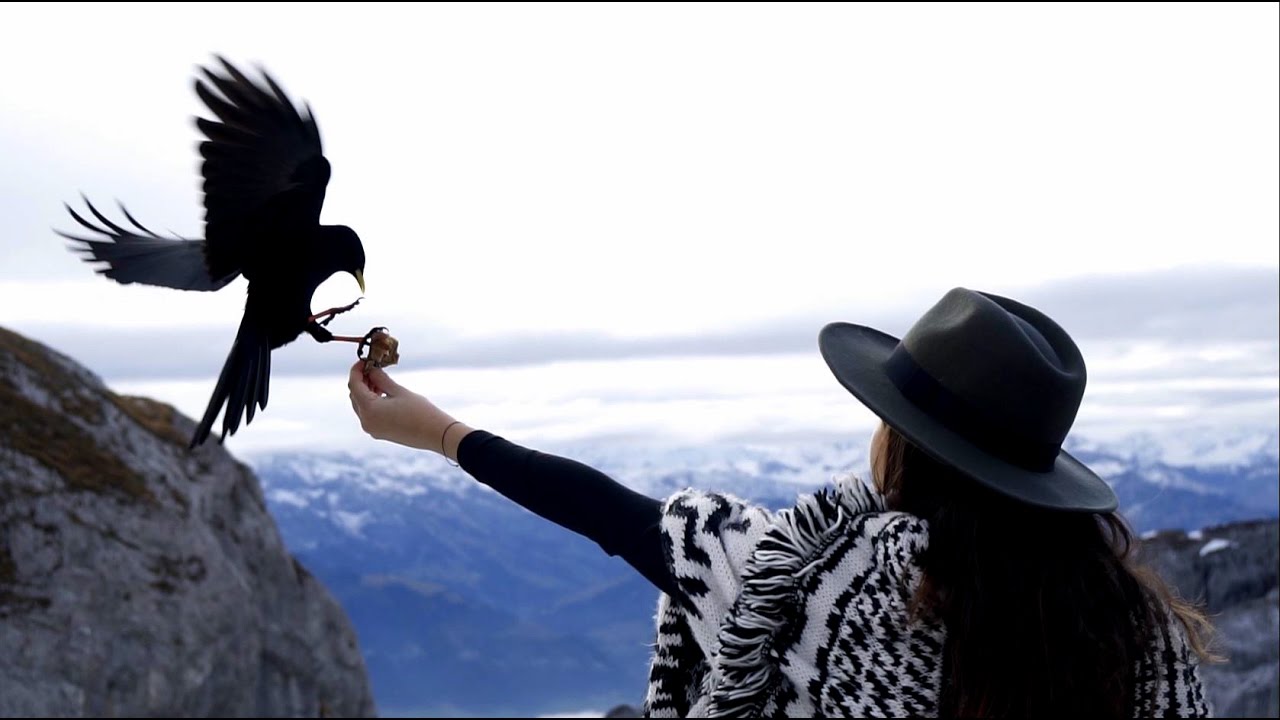 DID YOU SEE THAT BIRD ? (Visiting Switzerland, Zurich and Lucerne ...