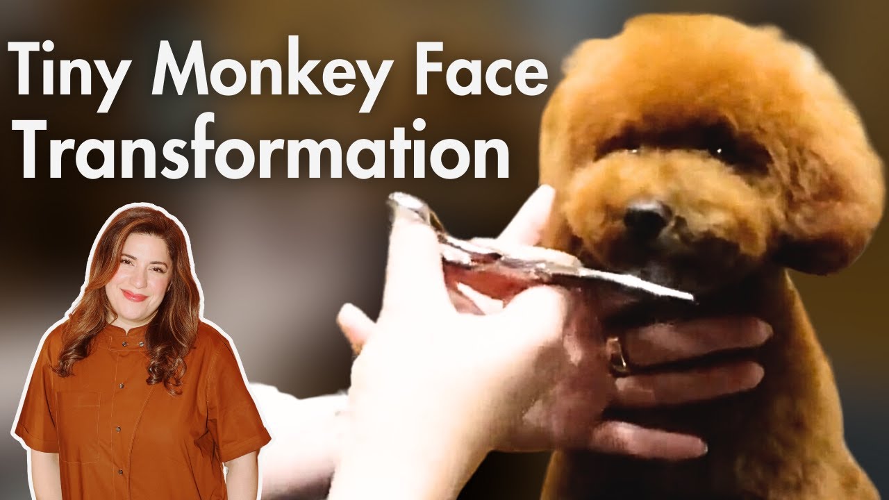 Tiny Monkey Face Transformation (MAJOR Poodle Face Tutorial) - YouTube