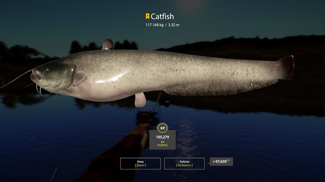 Russian Fishing 4 Trophy Catfish - YouTube
