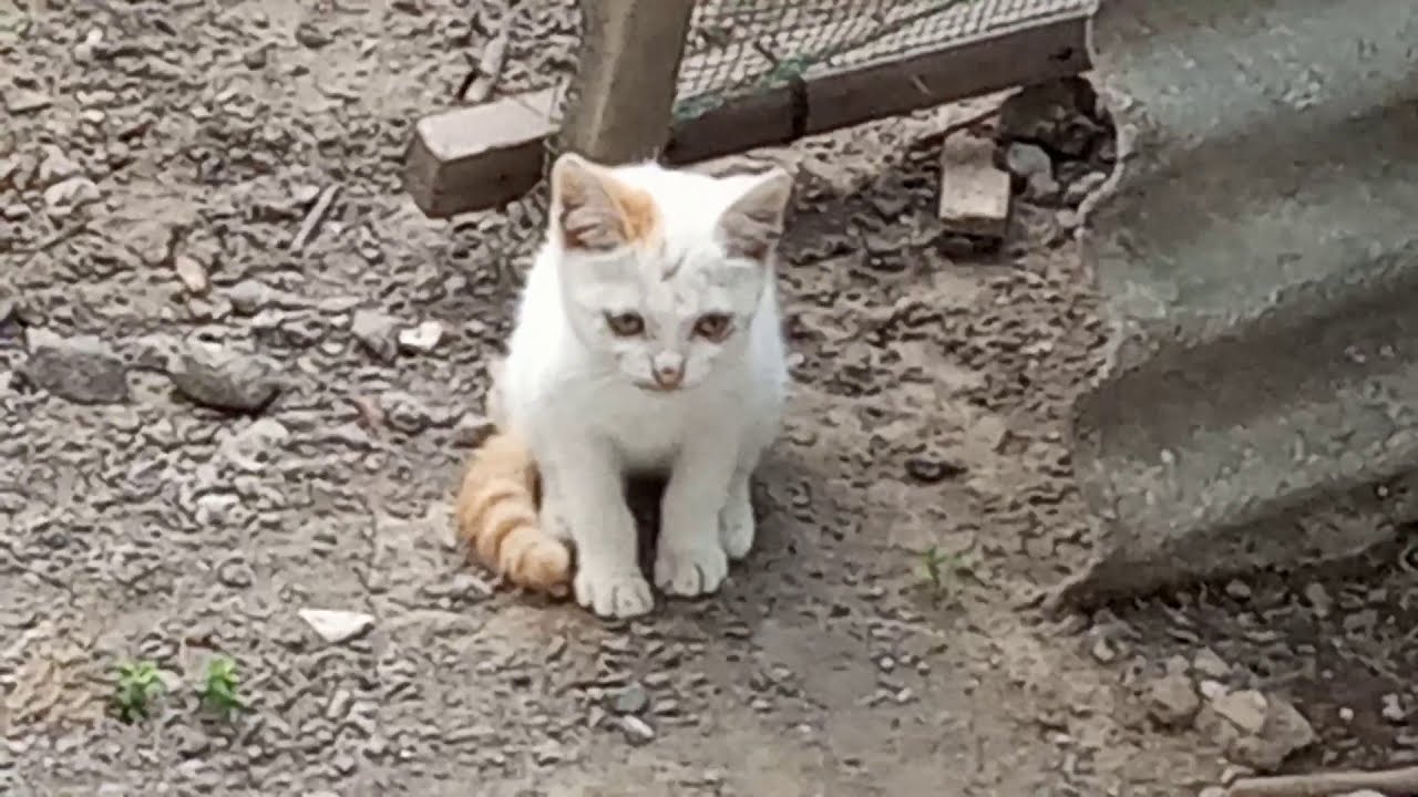 Anak Kucing Orange - YouTube