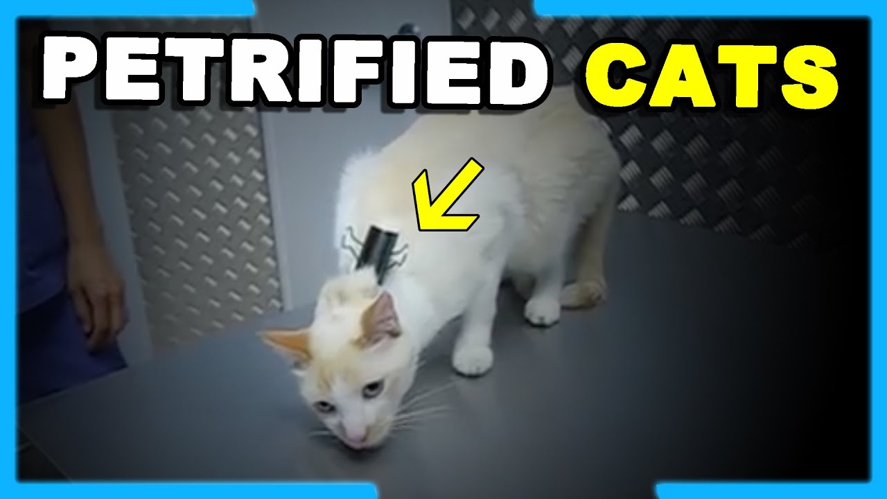 Petrified Cats: The Enigmatic Transformation of Our Feline Friends ...