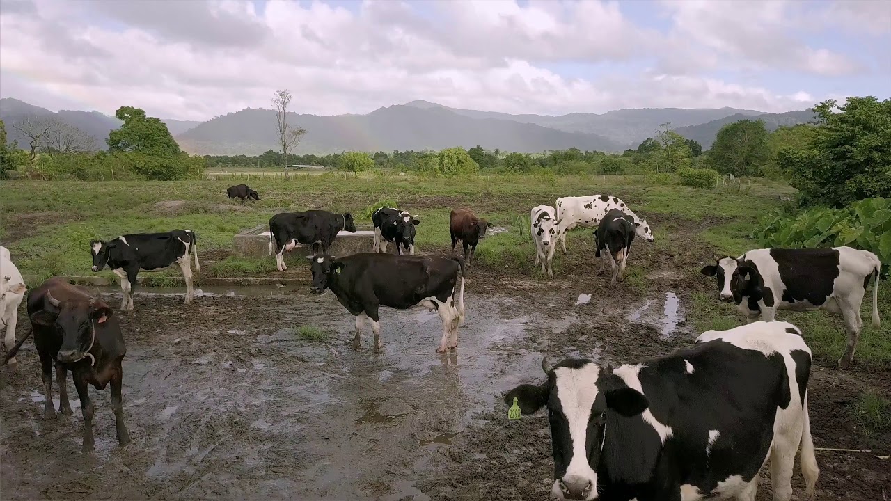 Proudly T&T Campaign - Nestle - YouTube