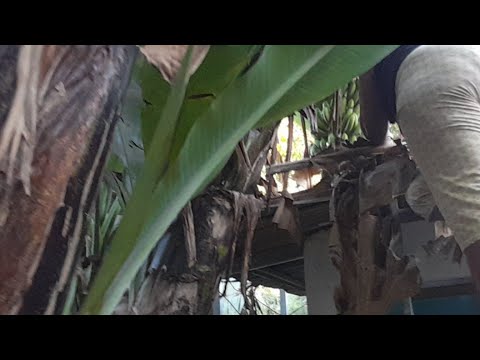 Niña mary y karly bajando los guineos 🍌🍌🍌