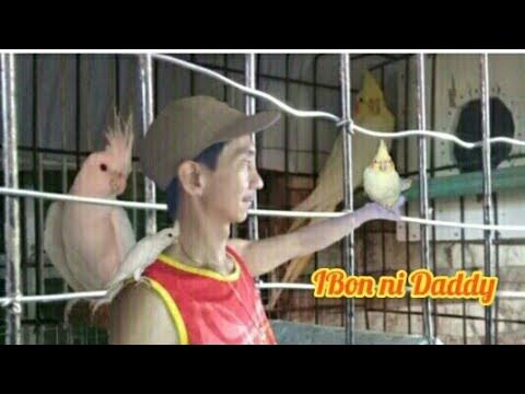 ang makukulit na iBon ni Daddy - YouTube
