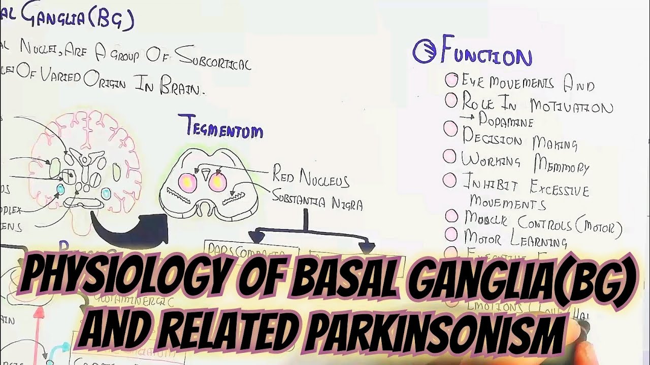 Physiology Of Basal Ganglia(BG)/ Related Parkinsonism(Shaking Palsy ...