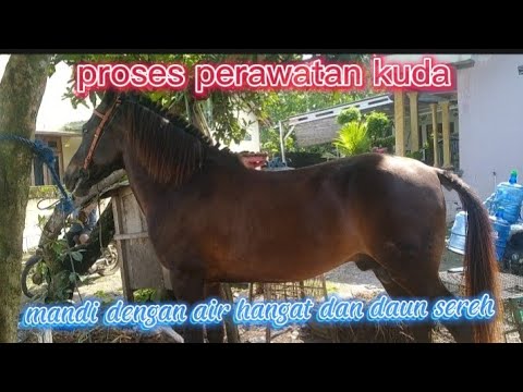 proses mandiin kuda dengan air hangat dan daun sereh @tirtaaqj9935 ...