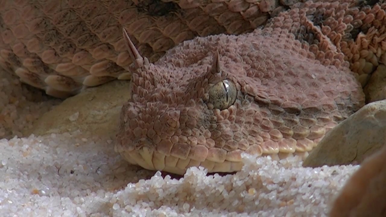 Serpiente cornuda del desierto - YouTube