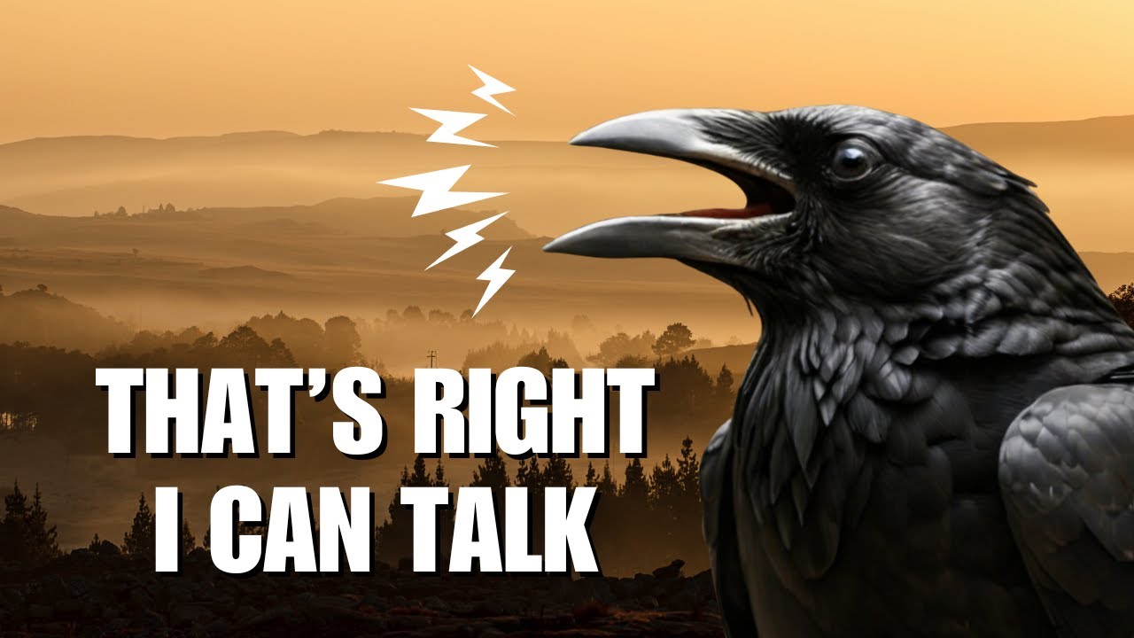 Crows! 10 Amazing Facts You Didn't Know about Crows! - YouTube