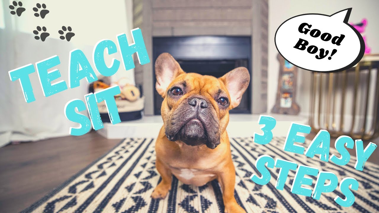 How To Teaching Your Dog To Sit In 3 Easy Steps - YouTube