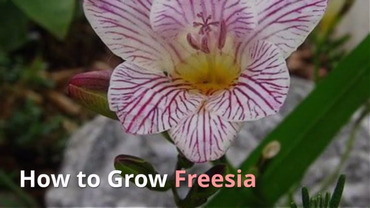 Fressia Growing Guide by GardenersHQ - YouTube