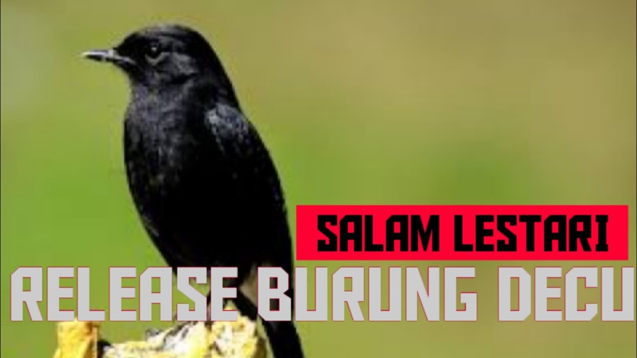 RELEASE BURUNG DECU DAN SALAM LESTARI - YouTube