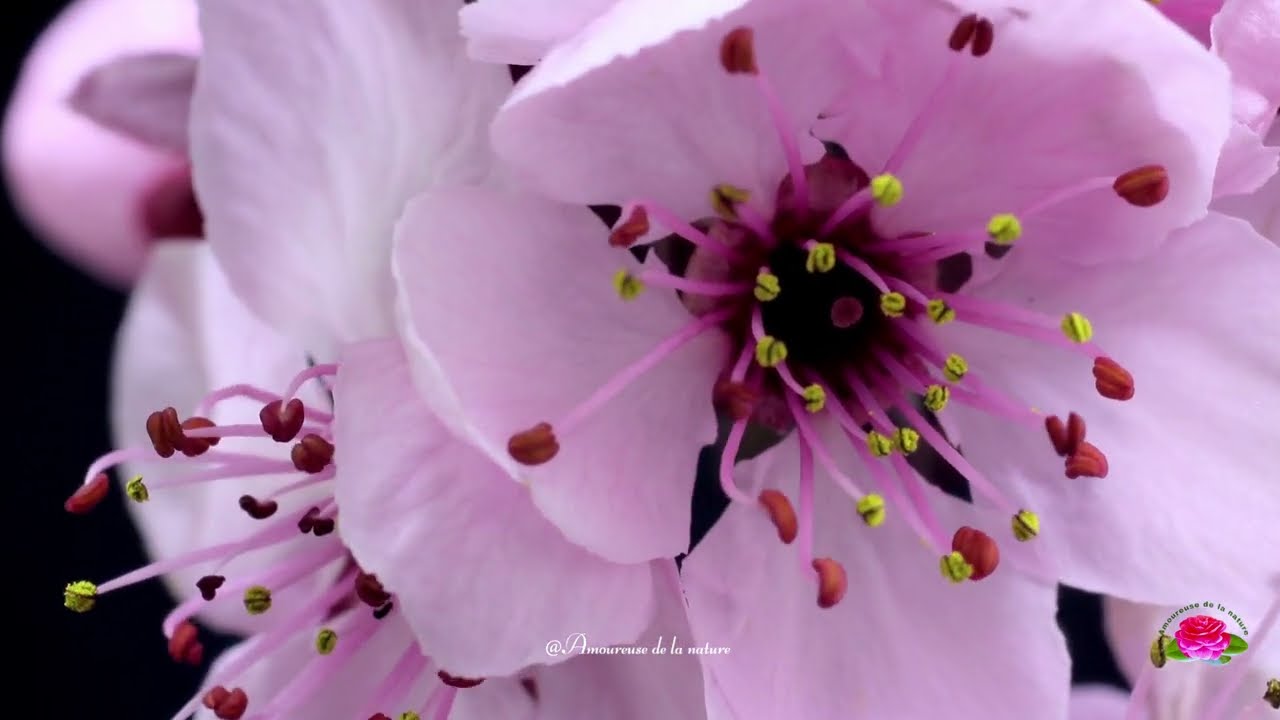 Time lapse de l'éclosion de fleurs / Beautiful blooming flower time ...