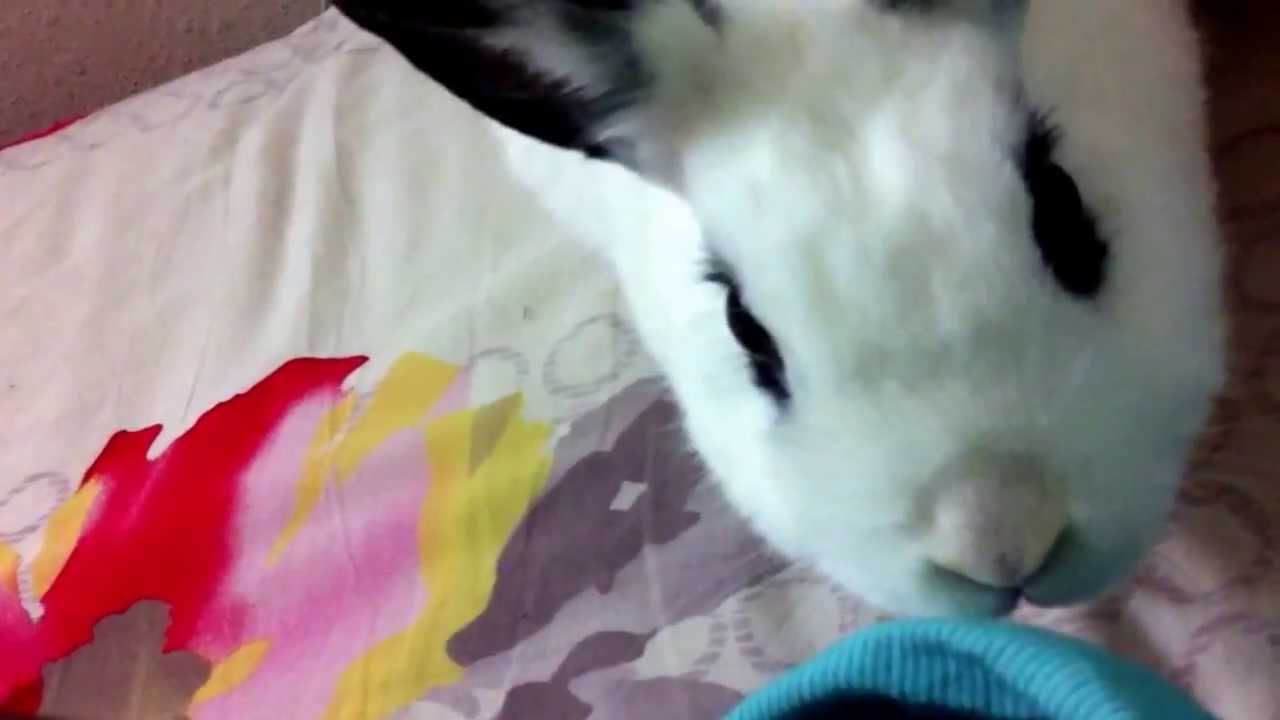 Rabbit getting scared - YouTube