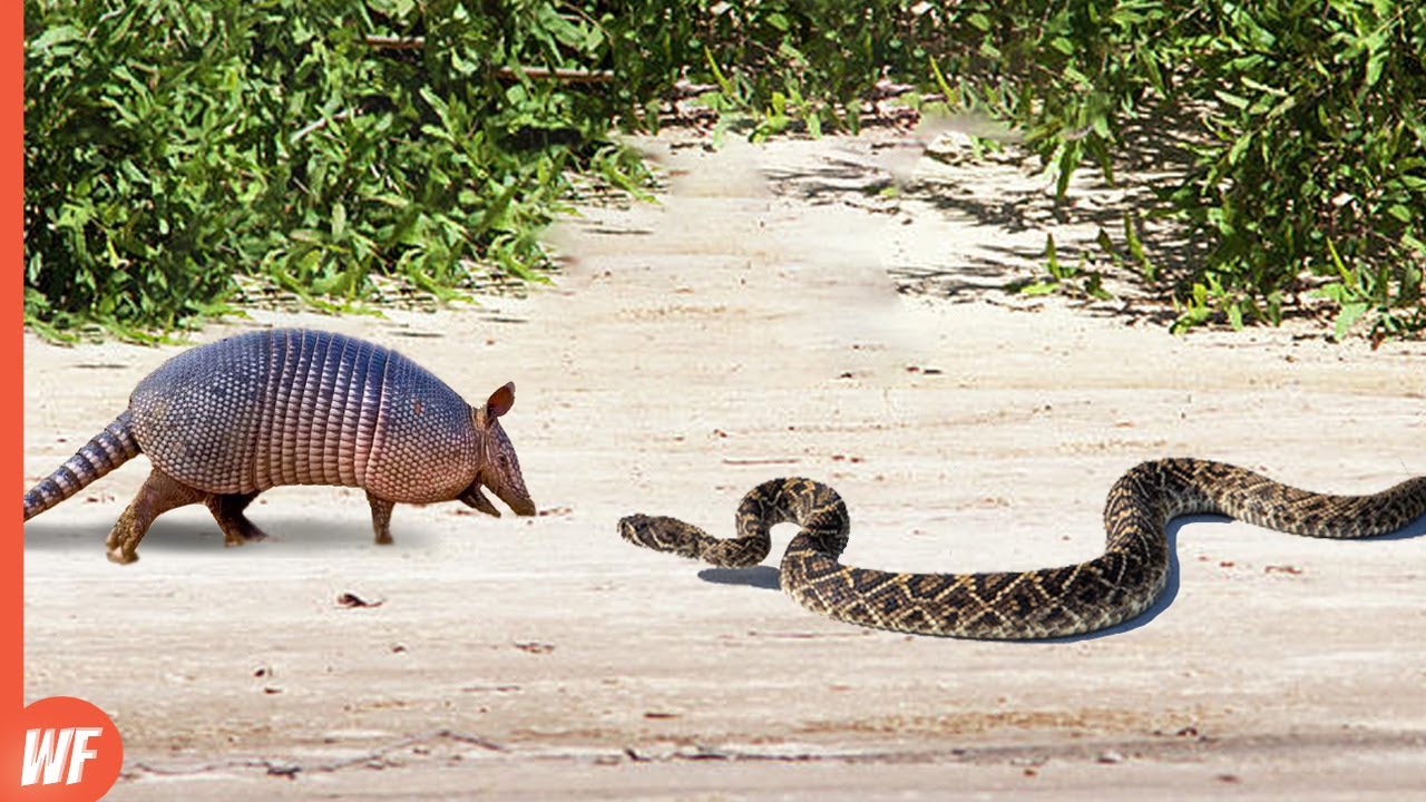 Look What Happened When This Snake Attacked Armadillo - YouTube