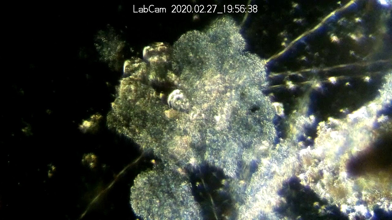 Microscopy Videos - YouTube