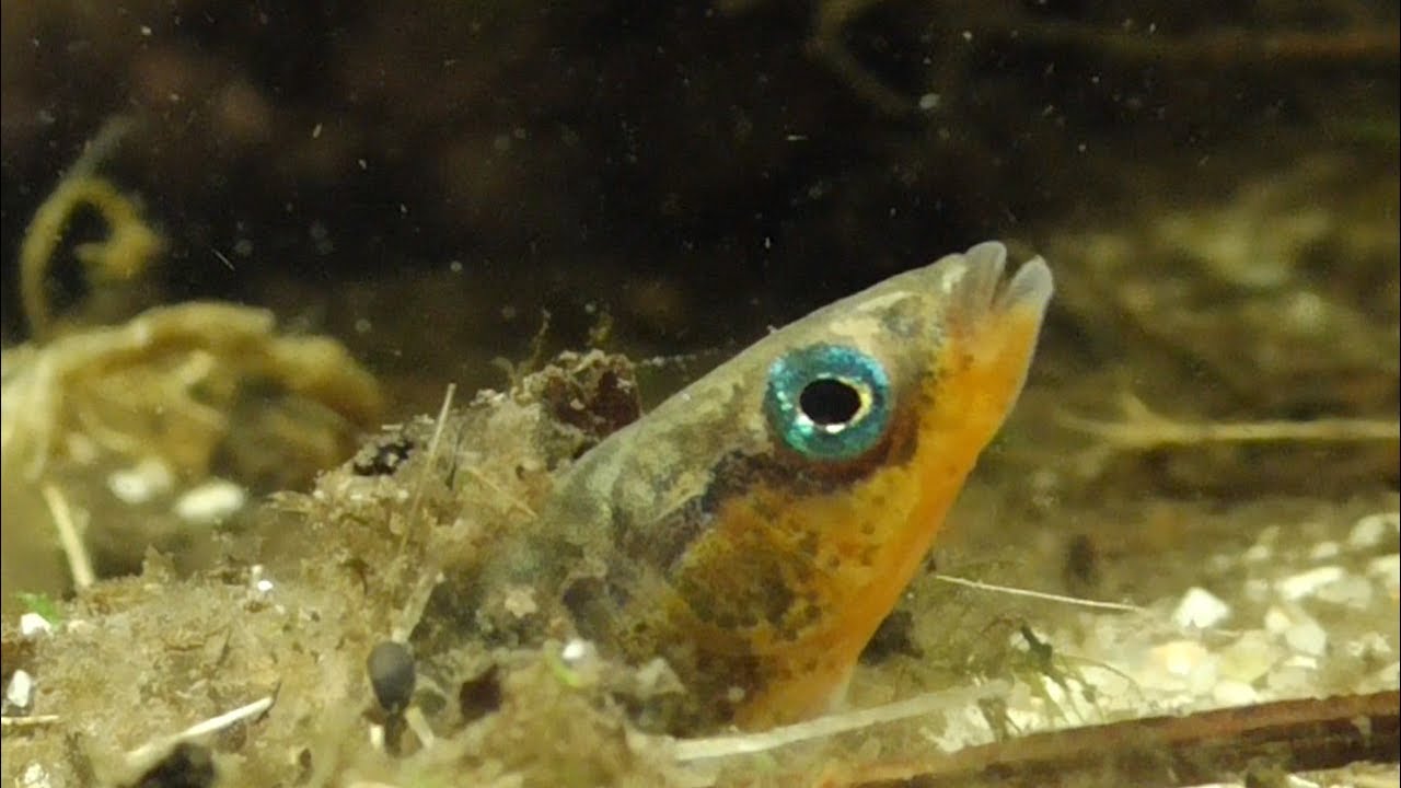 Three spined stickleback builds nest. Dreistachliger Stichling baut ...