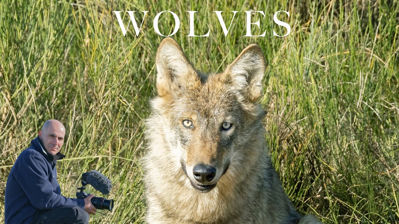 WOLVES WILDLIFE PHOTOS/VIDEO FROM DENMARK - YouTube