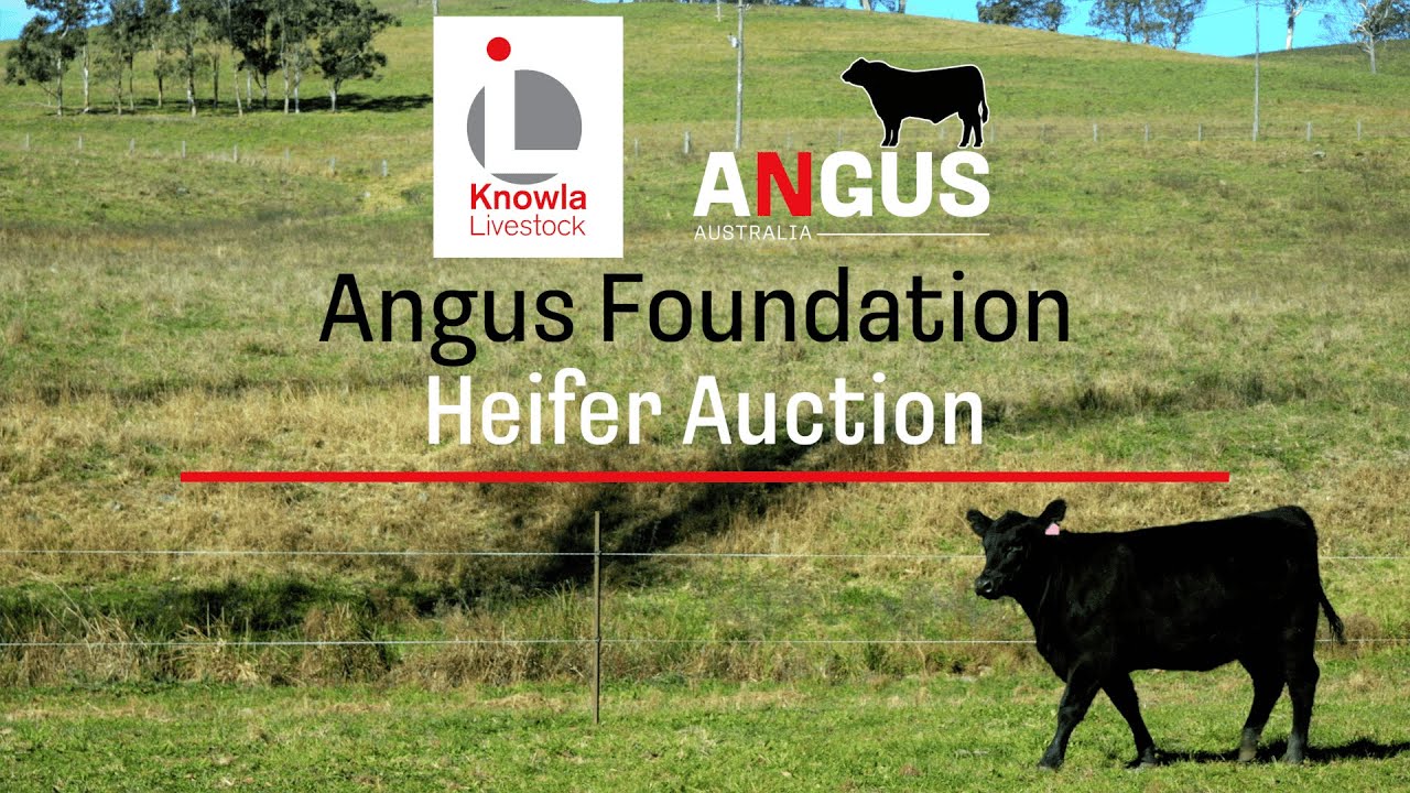 Knowla Livestock providing supporting for the Angus Foundation - YouTube