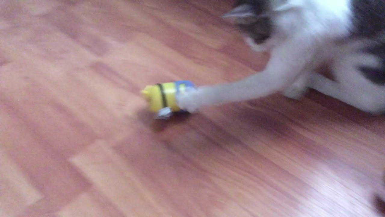 Gato vs minion (quien ganara) - YouTube