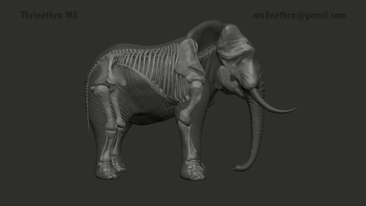 Elephant | Skeleton | 3D Model - YouTube