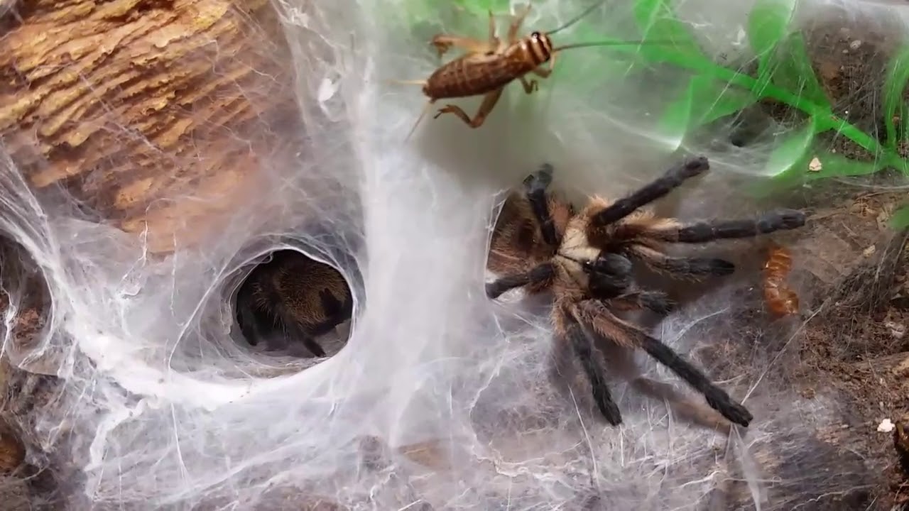 Monocentropus balfouri communal feeding - YouTube