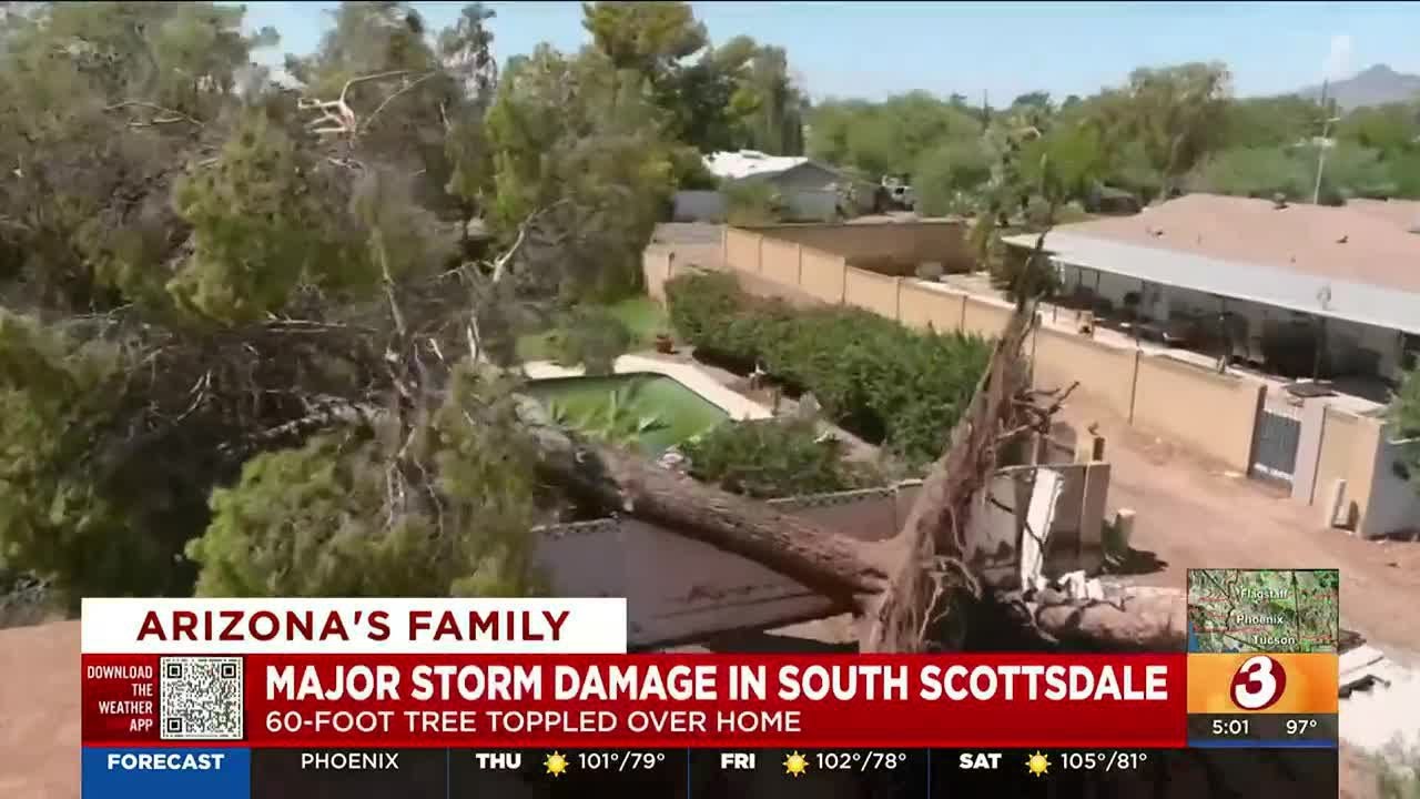60-foot pine tree falls in south Scottsdale due to monsoon storm - YouTube