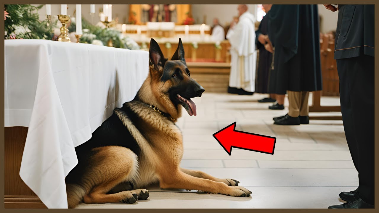 Dog Refuses To Leave The Church, Then The Priest Checks The Camera And ...