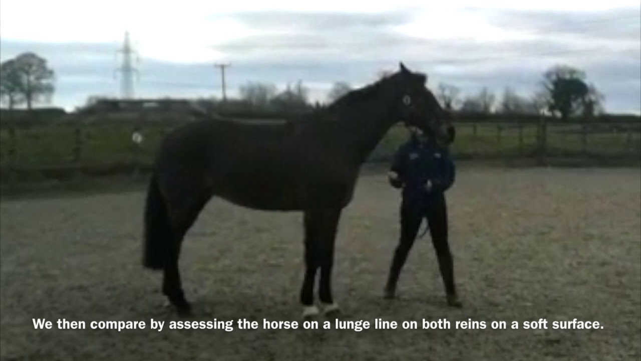 Orthopaedic investigation with Steven Walsh DVM MRCVS - YouTube