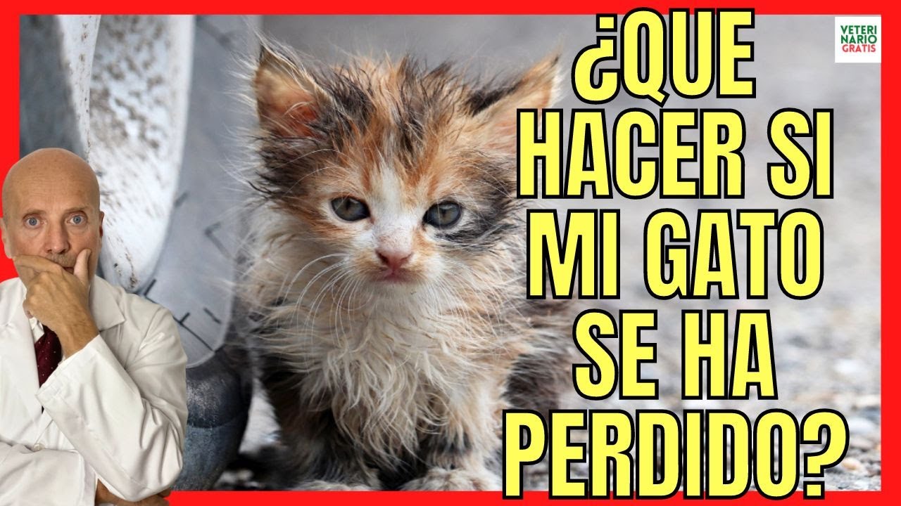 🆘 ¿CÓMO BUSCAR PARA ENCONTRAR A MI GATO PERDIDO? 🆘 SEGÚN SU ...