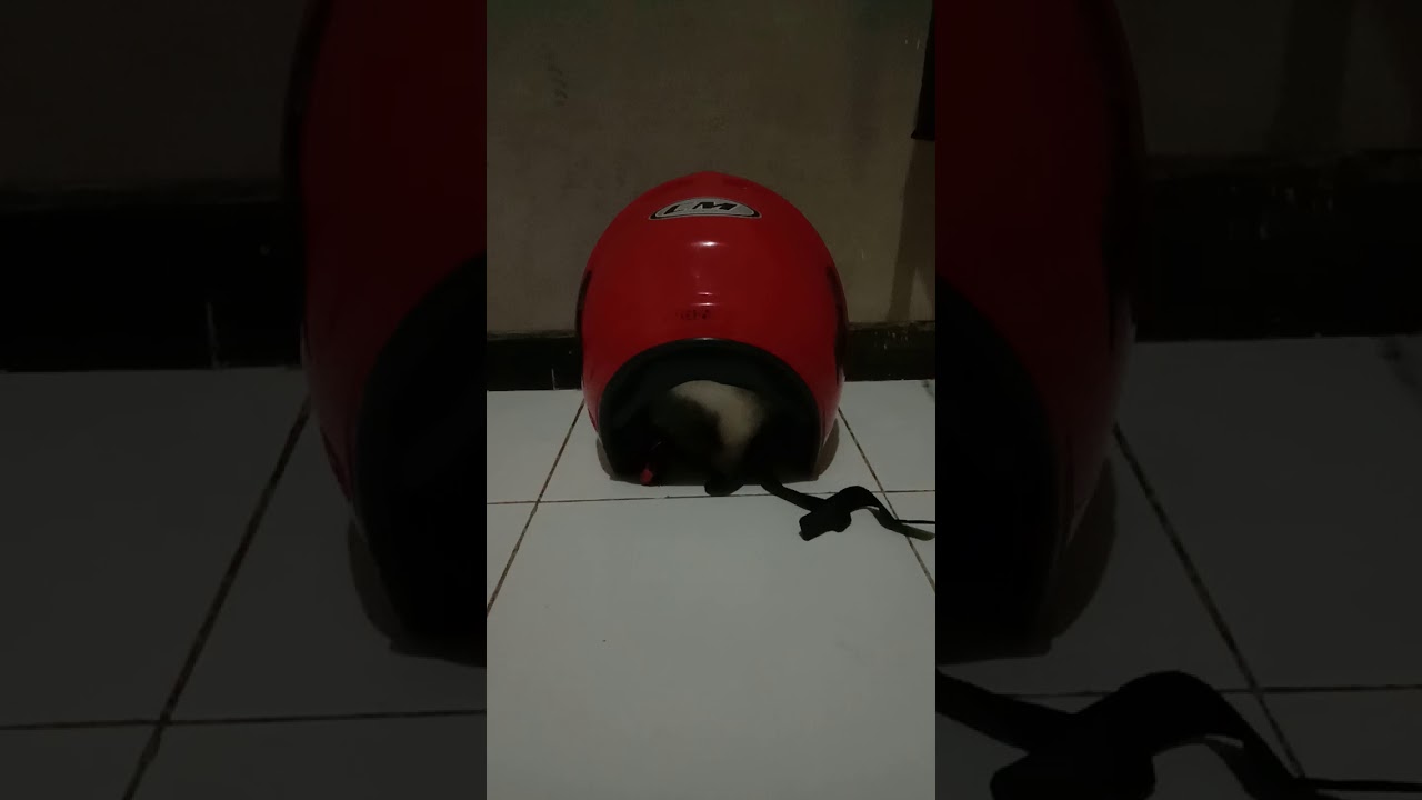 Kucing pakai helm - YouTube