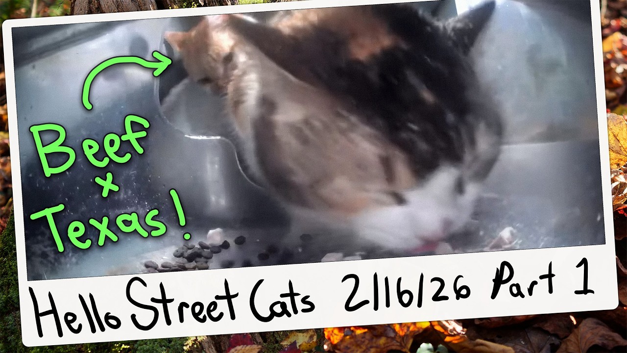 Mr. Beef Attempts to Snack with Ms. Texas! 😺💞 Hello Street Cat Archive ...