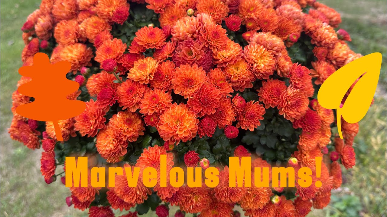 🌼🍁Fabulous Fall Mums: Tour & Grow Guide🌼🍁 - YouTube
