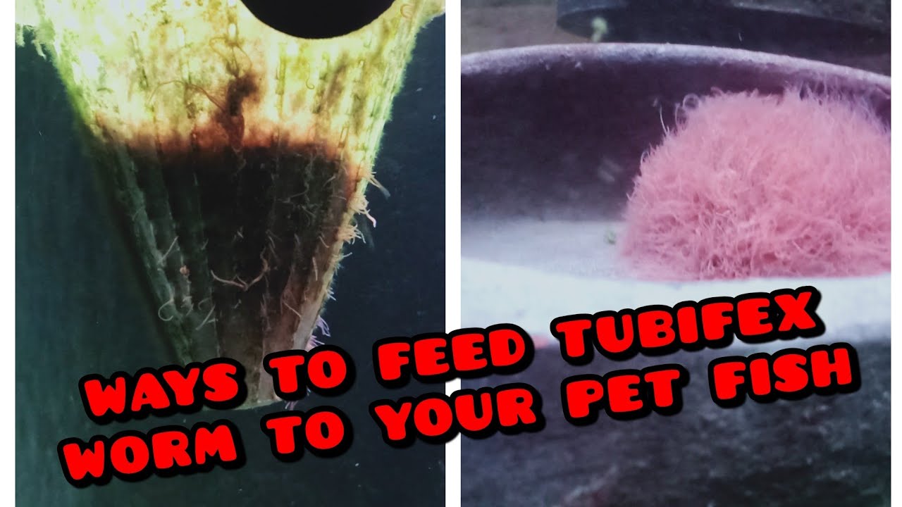 How to Feed Tubifex Worm To Your Pet Fish - YouTube
