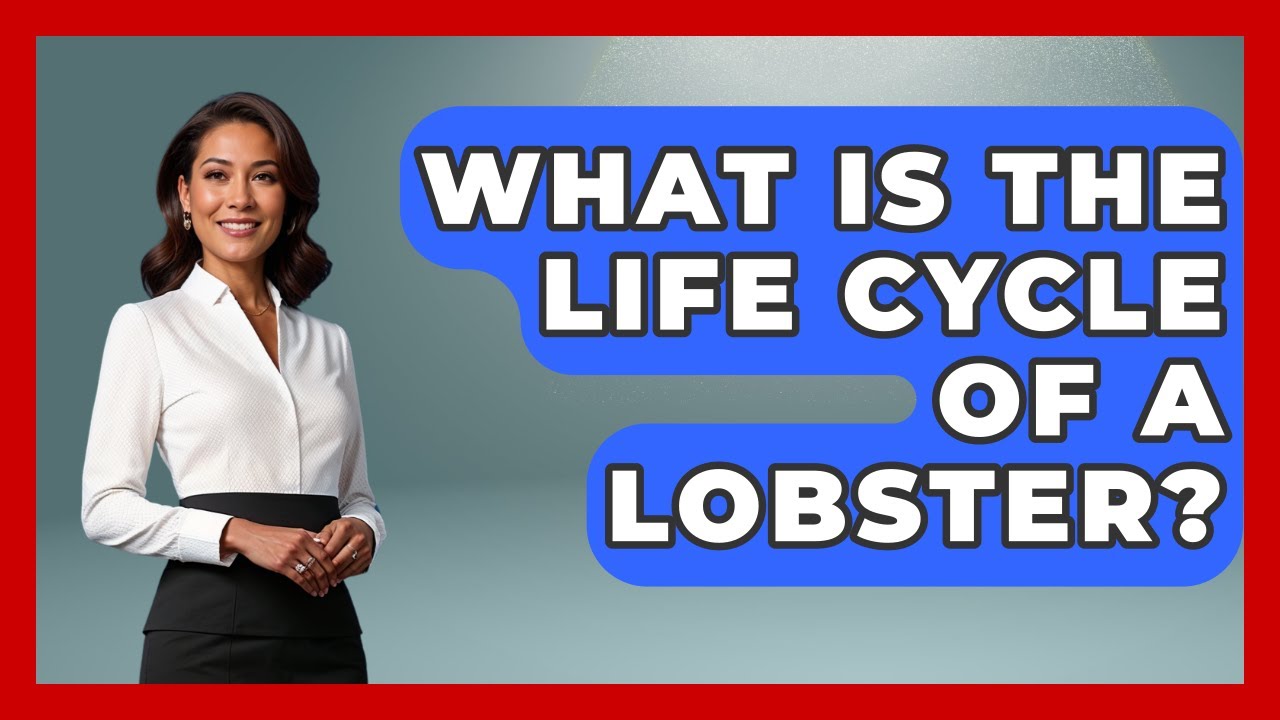 What Is The Life Cycle Of A Lobster? - The Caribbean Expert - YouTube