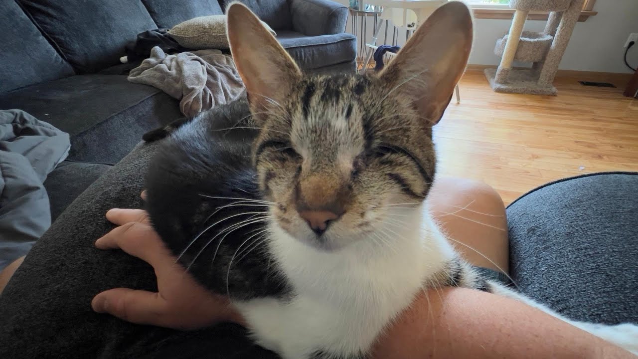 “Hand Is Only for Cat” - YouTube