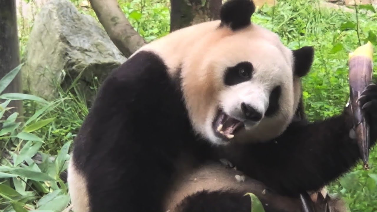 푸바오 근황 🐼 승질난다 앞구르기 시전 그래도 죽순먹방 애교에 중국 이모들 쓰러집니다 Youtube