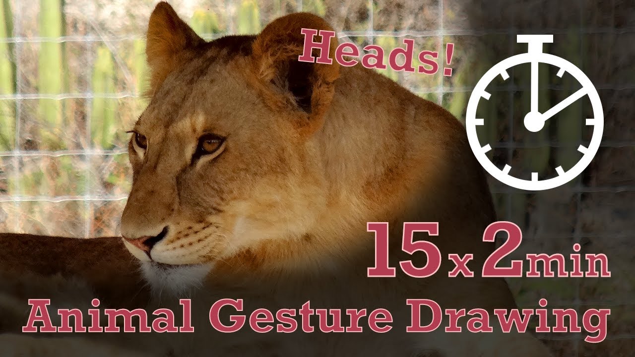 Animal Drawing References #39 - 15x2min poses - Lion Heads - YouTube