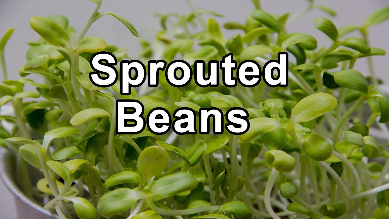 The Healthy Consumption of Sprouted Beans and the Nature of Overeating ...