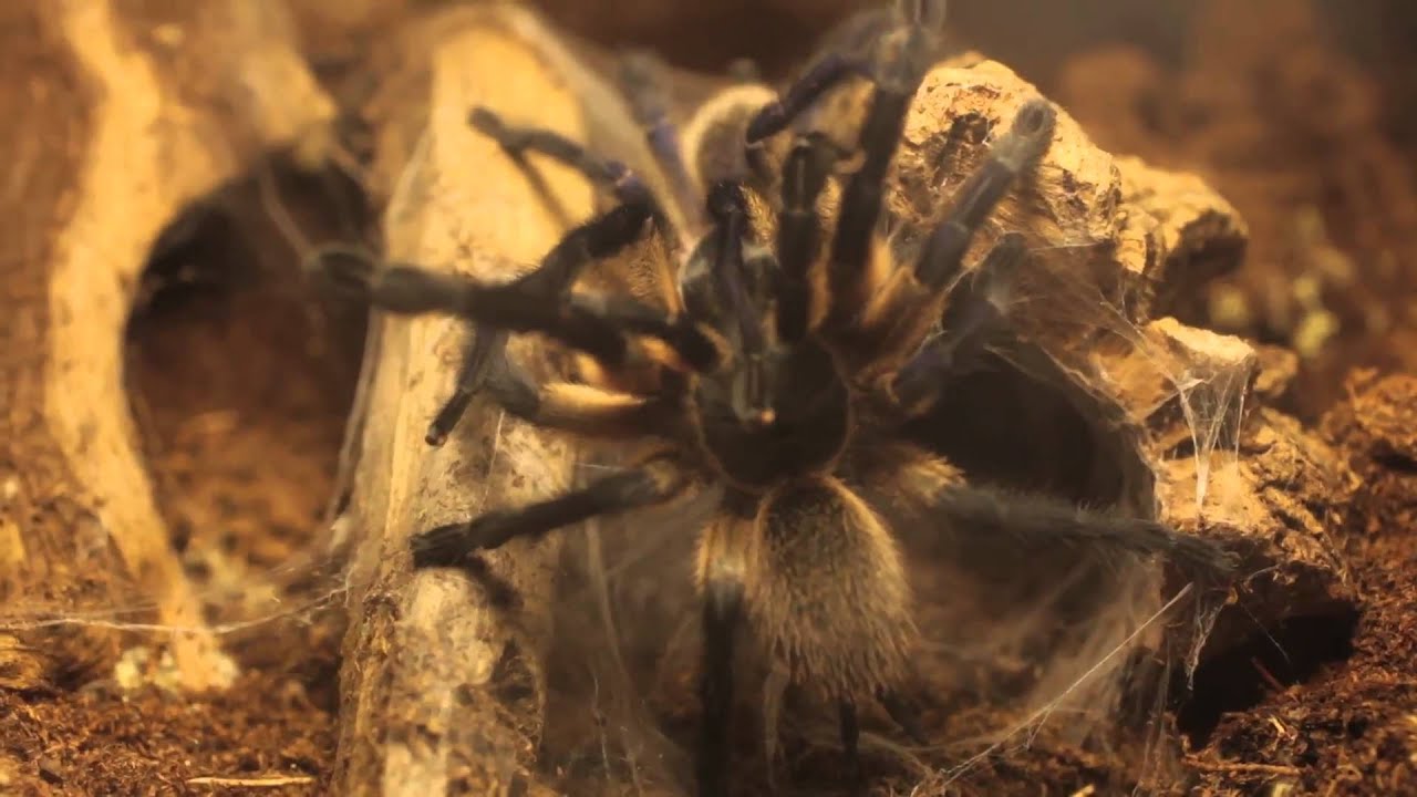 monocentropus balfouri tarantulas mating - YouTube