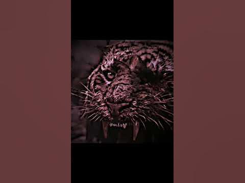 великий тигр - YouTube