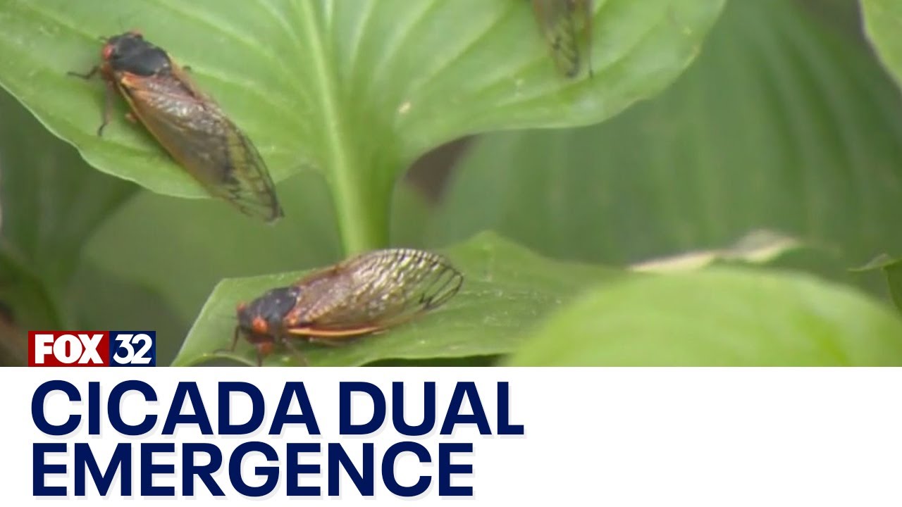 Cicada invasion to hit Illinois this summer - YouTube