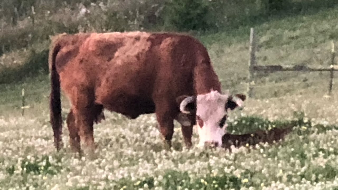 *Live Birth #2 Momma Cow! #homestead #cow #birth - YouTube