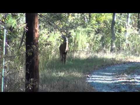 Big 12 Point Buck at Timber Ridge Hunt Club - YouTube