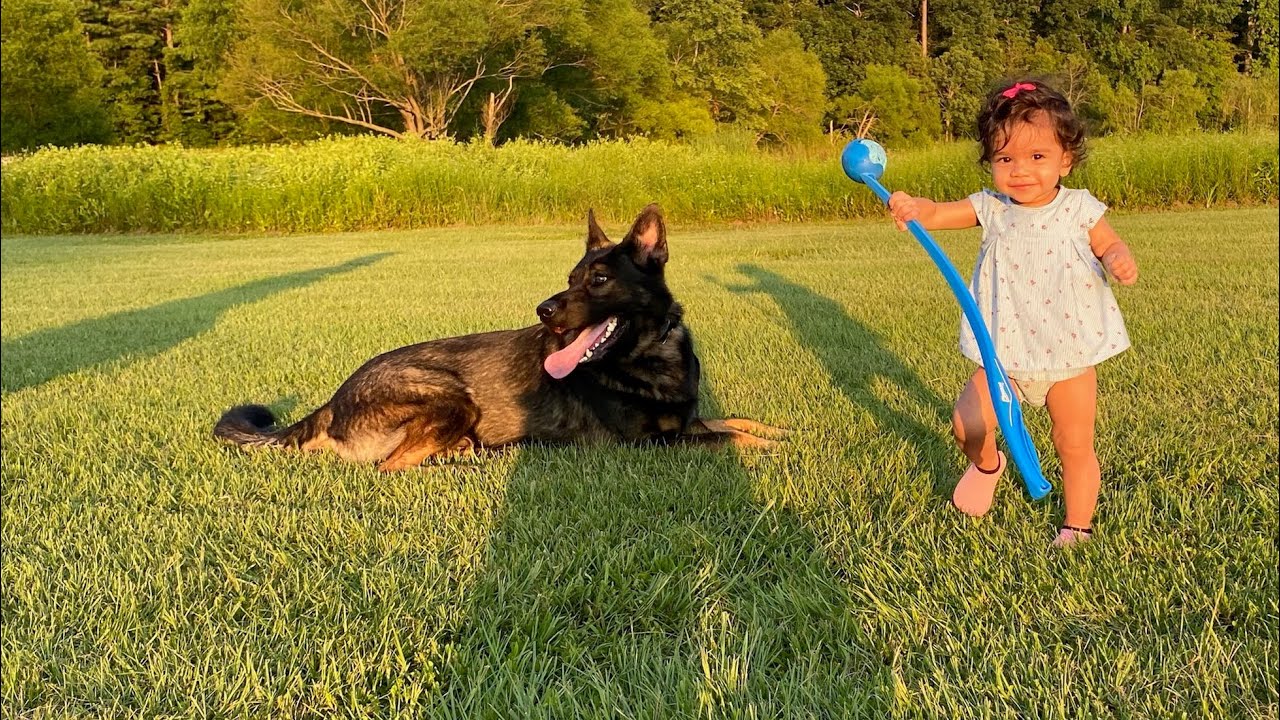 Off leash hiking with sable working line German Shepherd - YouTube