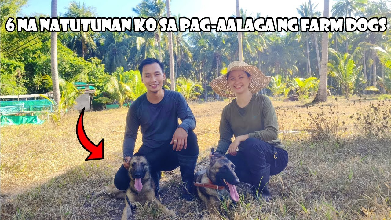 6 na Natutunan Ko sa Pag-aalaga ng Farm Dogs (So Far) - YouTube