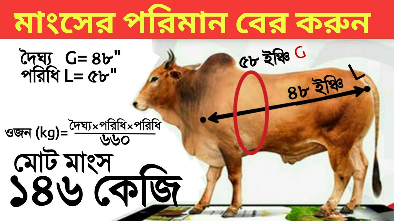 How To Measure Cow Weight Easily how-to-measure-cow-weight-easily